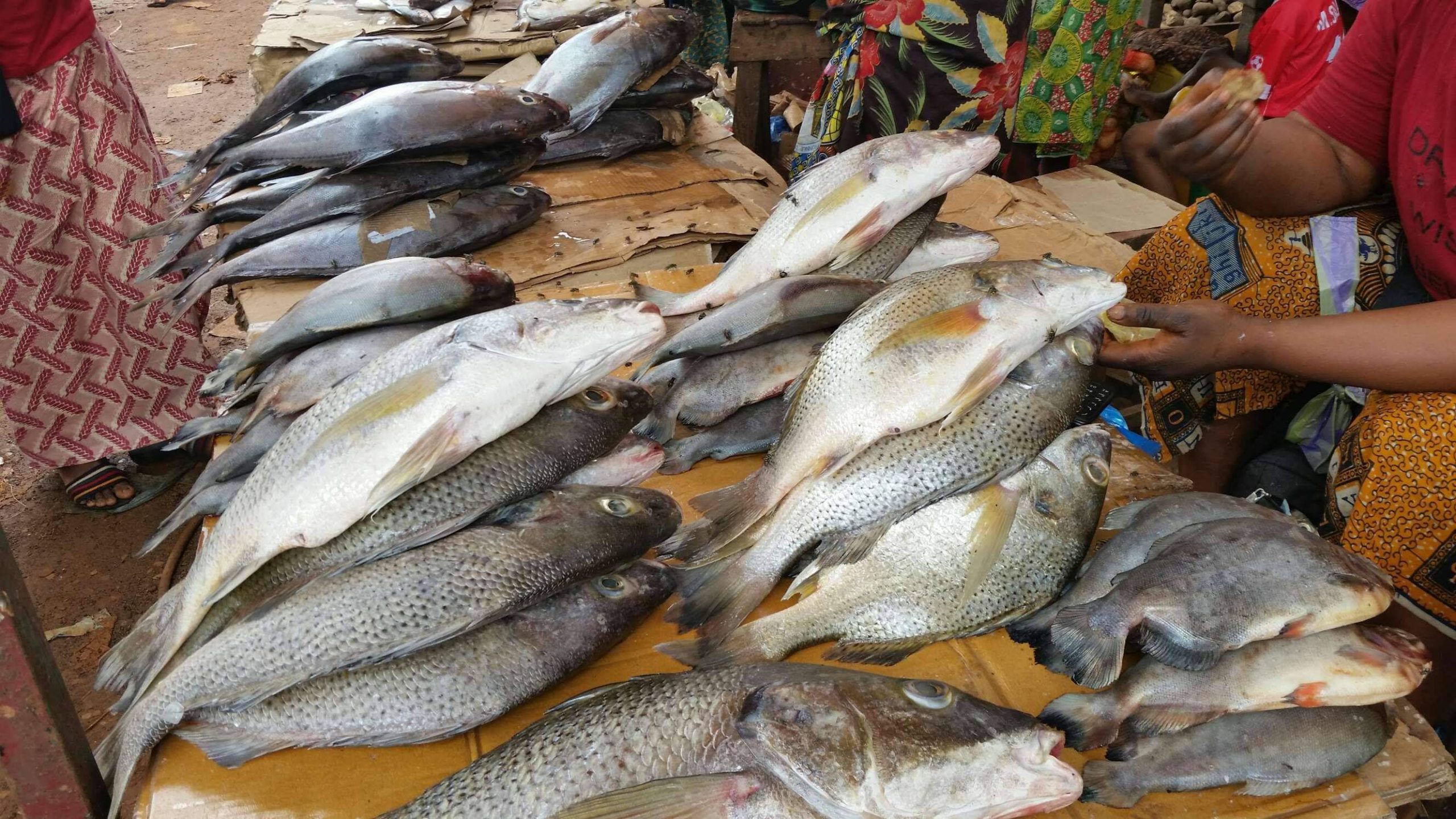 Manque de poissons au marché : voici le cri du cœur des femmes de ...